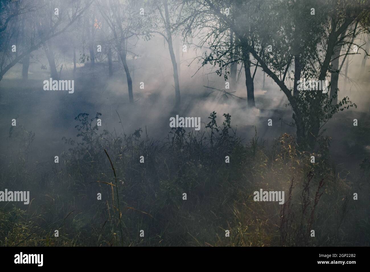 Fire in the forest. Fire and smoke in the forest litter. The grass is ...