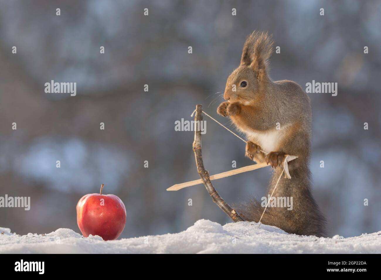 Red rose flower bow arrow hi-res stock photography and images - Alamy