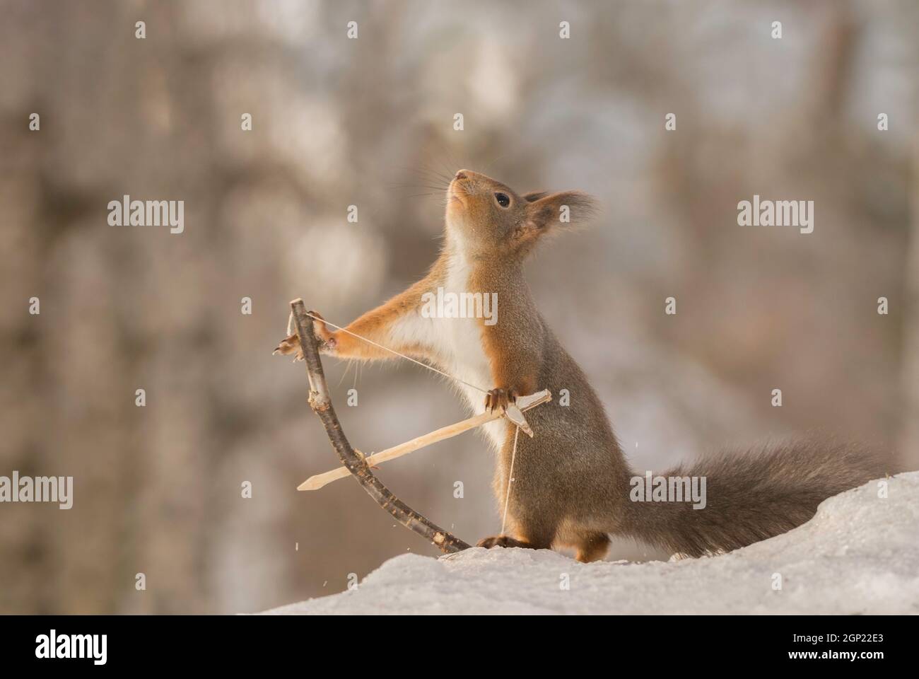 Red rose flower bow arrow hi-res stock photography and images - Alamy