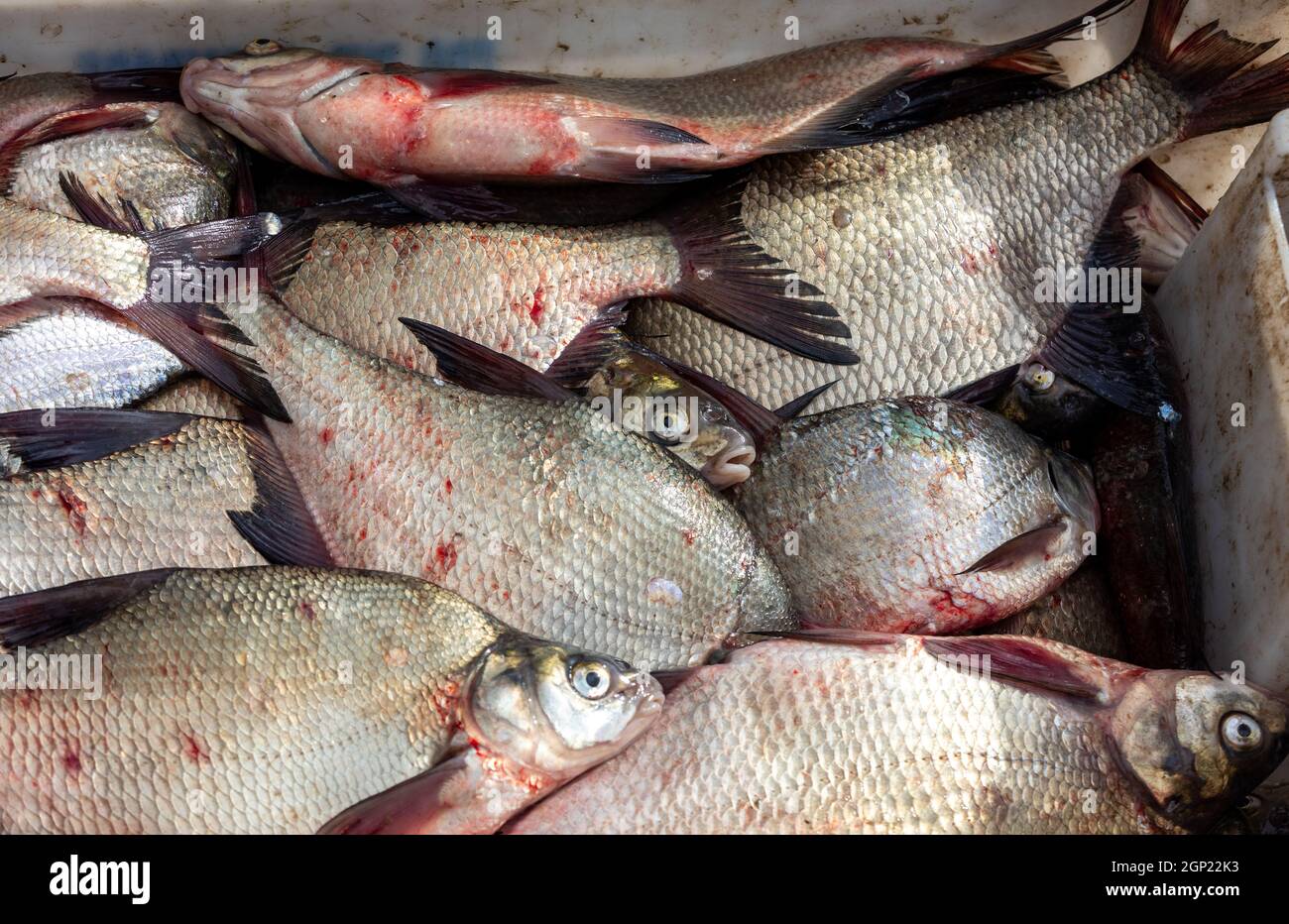 fresh fish sold straight from the fishing boat in the port Stock Photo ...
