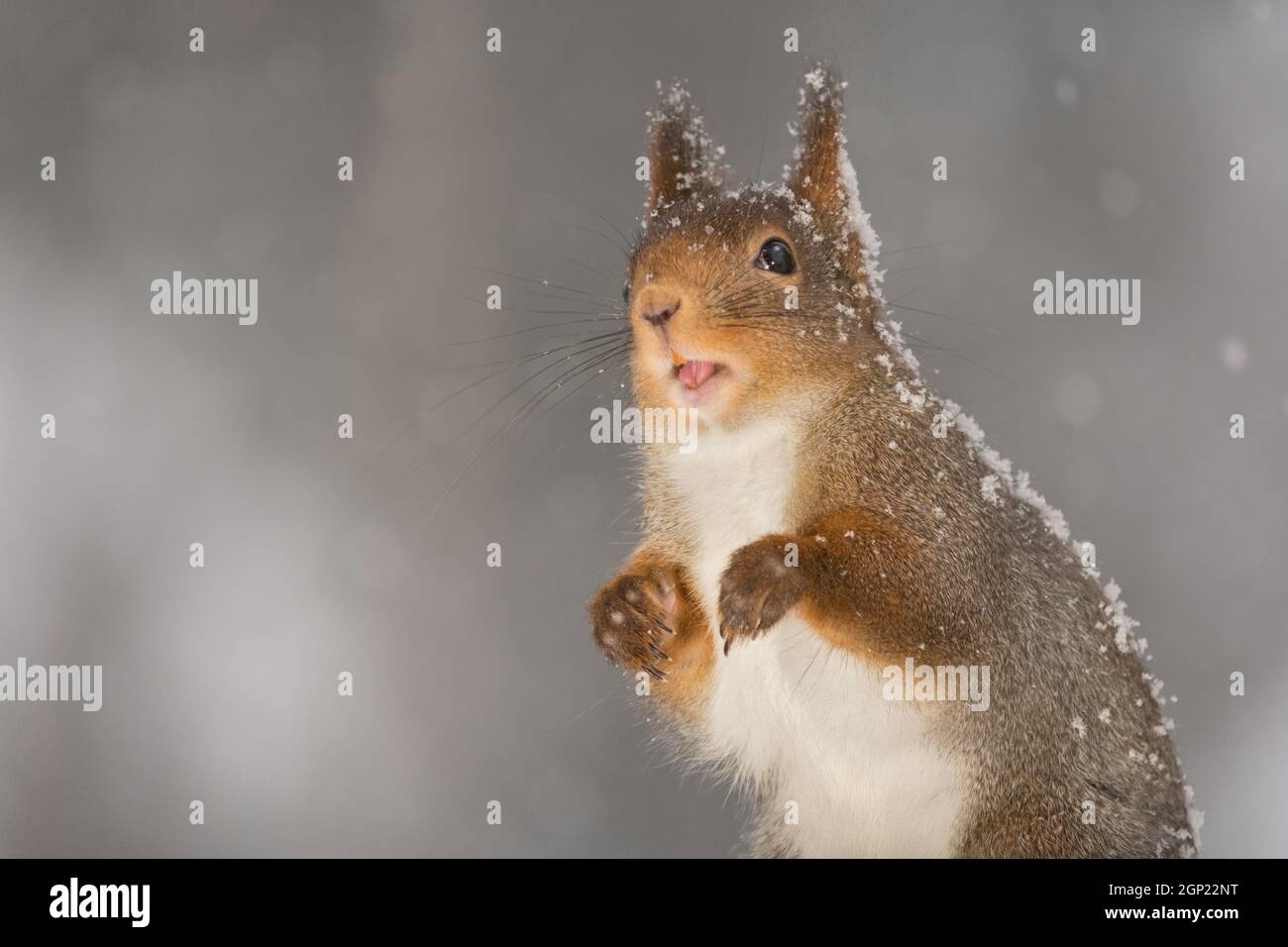 Profile close up of red squirrel with open mouth hi-res stock ...