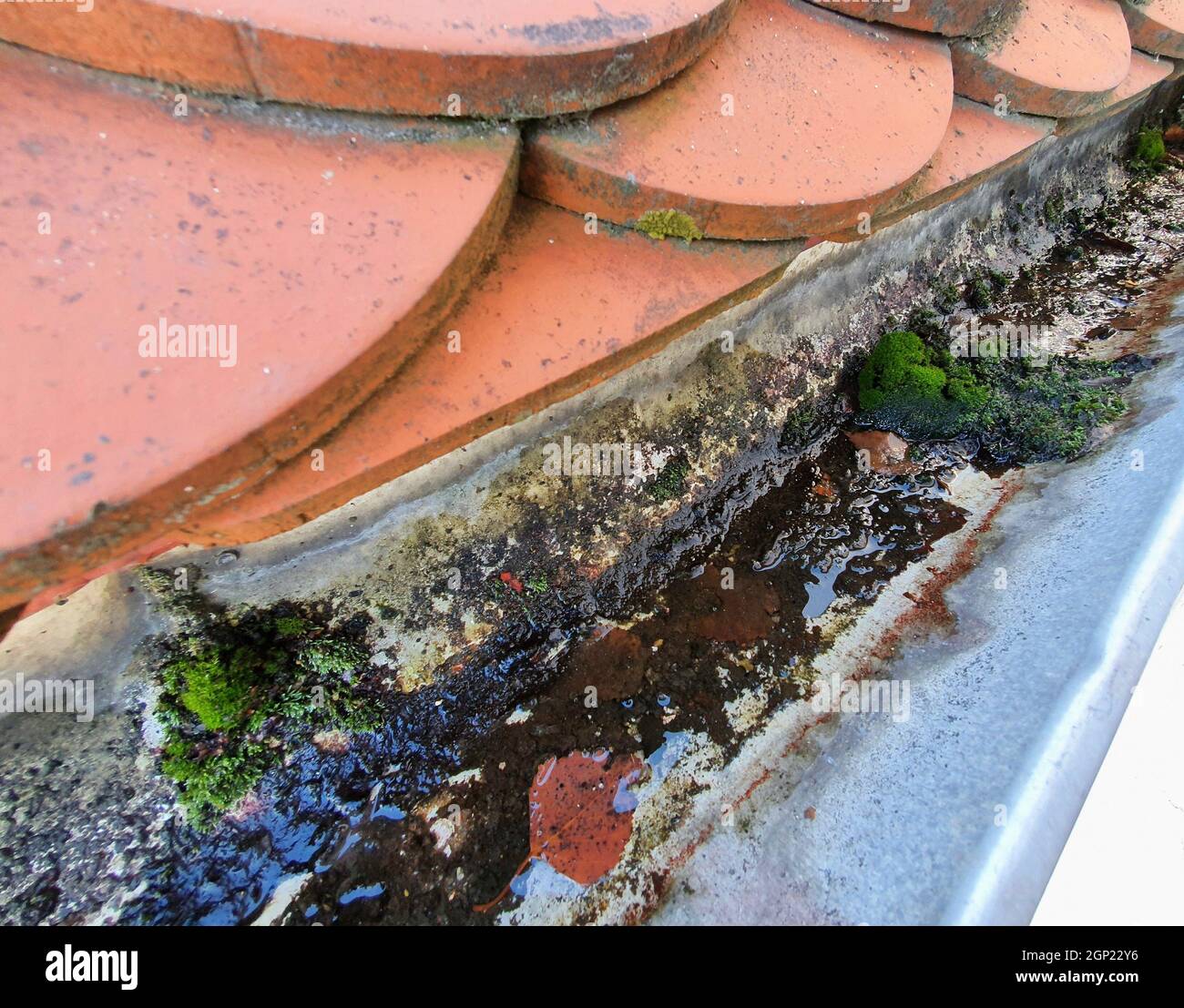 Closeup of roof gutter clogged with moss Stock Photo - Alamy