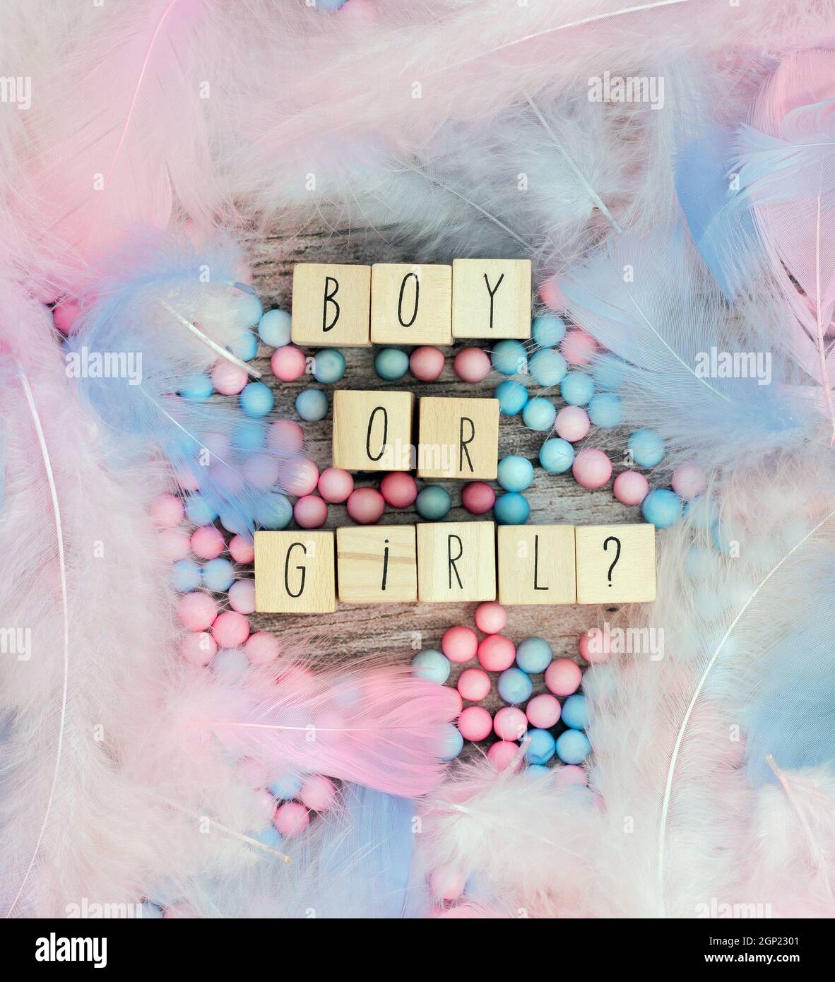 Boy or Girl text surrounded with pastel colored feathers, Gender reveal ...