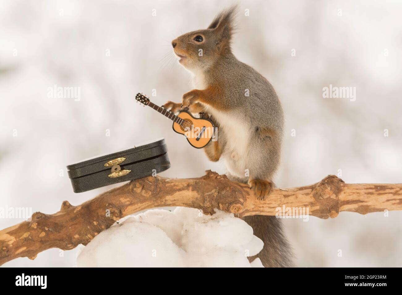 Squirrel with guitar hi-res stock photography and images - Alamy
