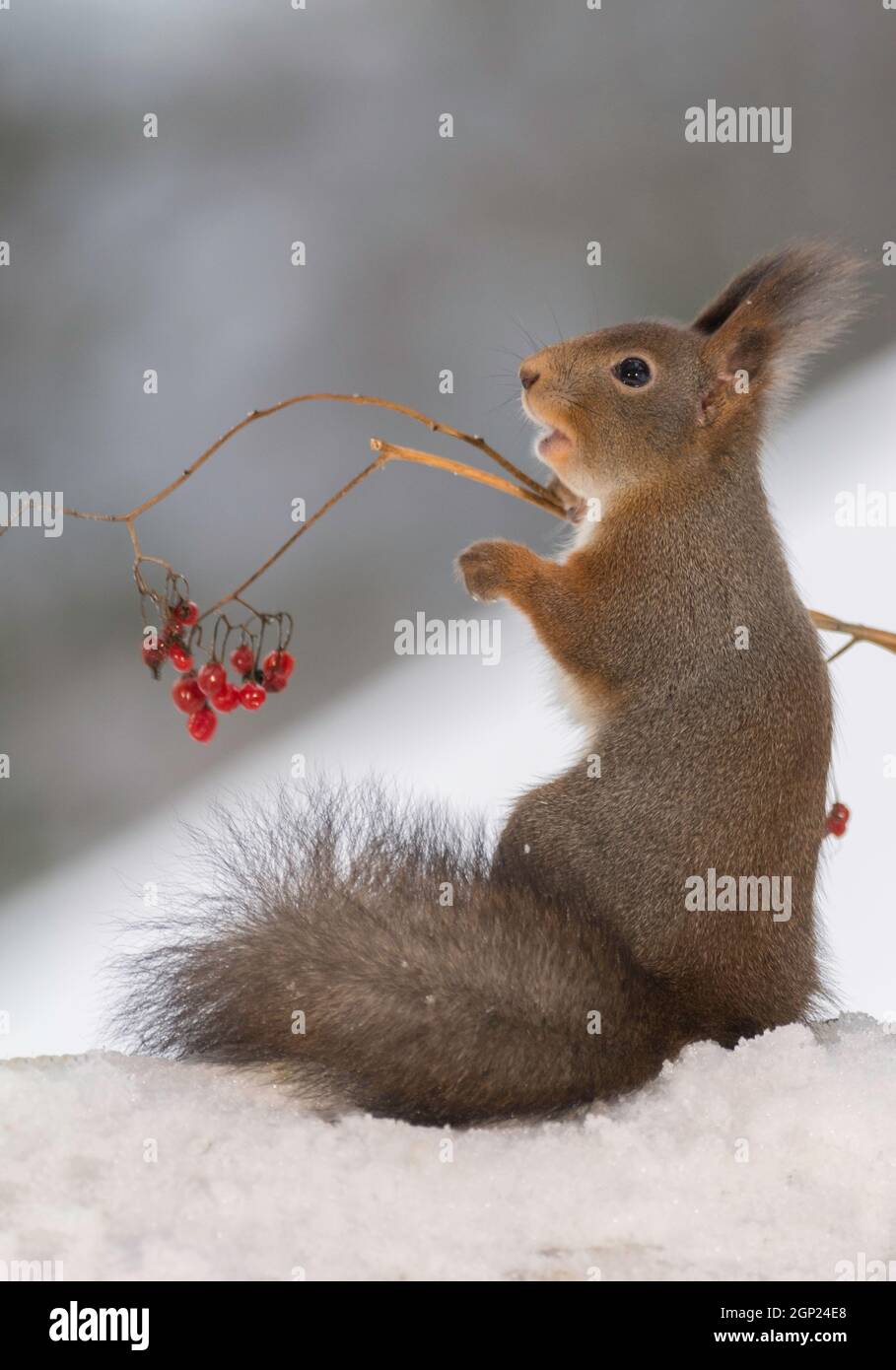 Profile close up of red squirrel with open mouth hi-res stock ...