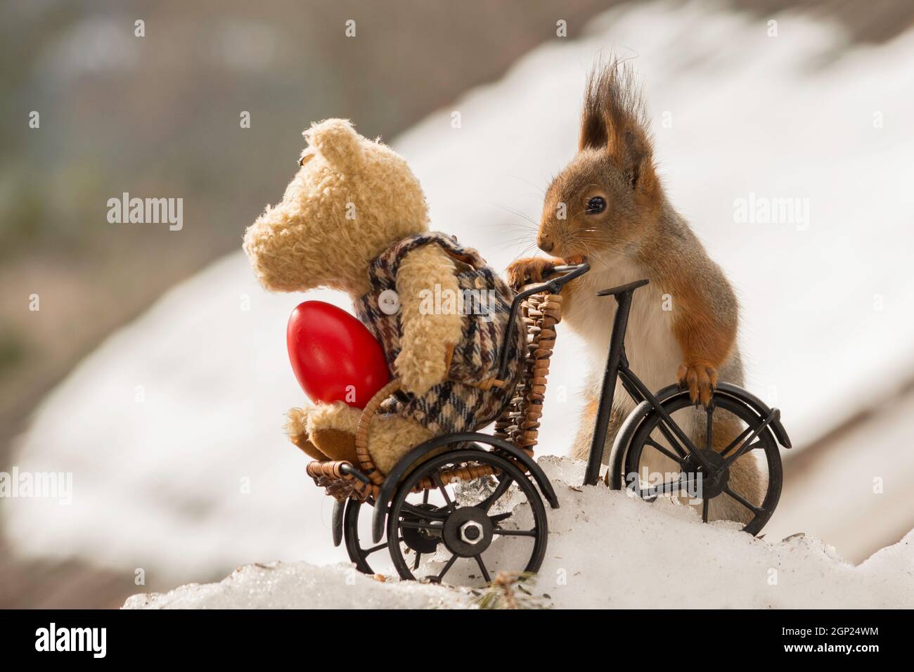 Animal run cycle hi-res stock photography and images - Alamy