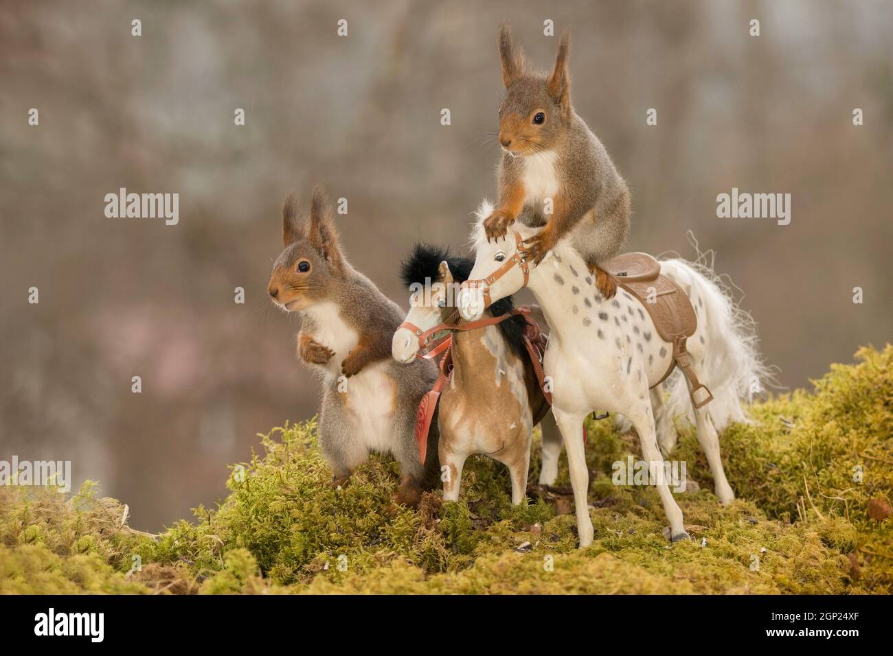 Hold your horses hi-res stock photography and images - Alamy