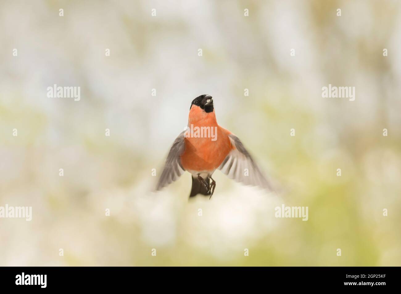 Flying male bullfinch hi-res stock photography and images - Alamy