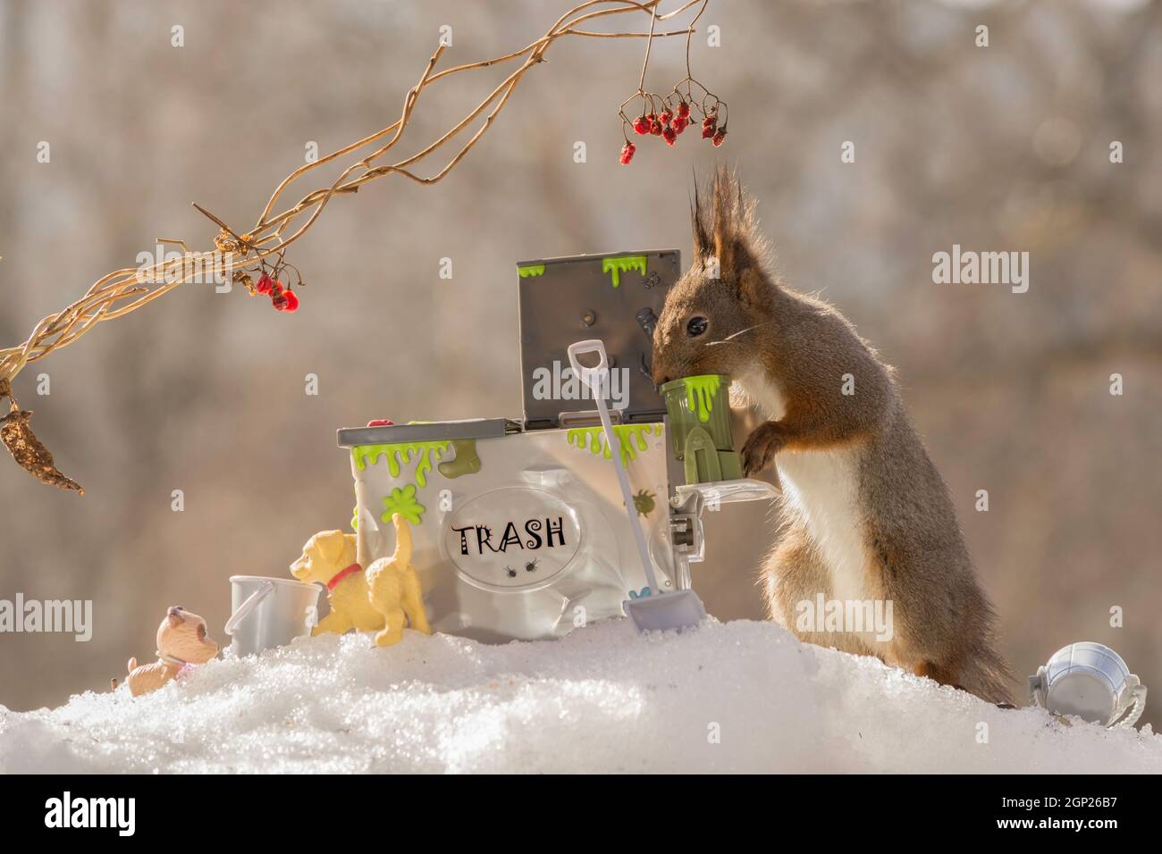 Squirrel eating trash hi-res stock photography and images - Alamy
