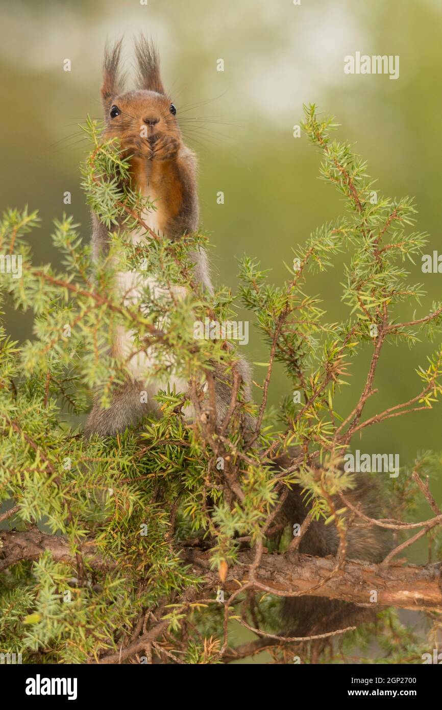 Squirrel standing up to eat hi-res stock photography and images - Alamy