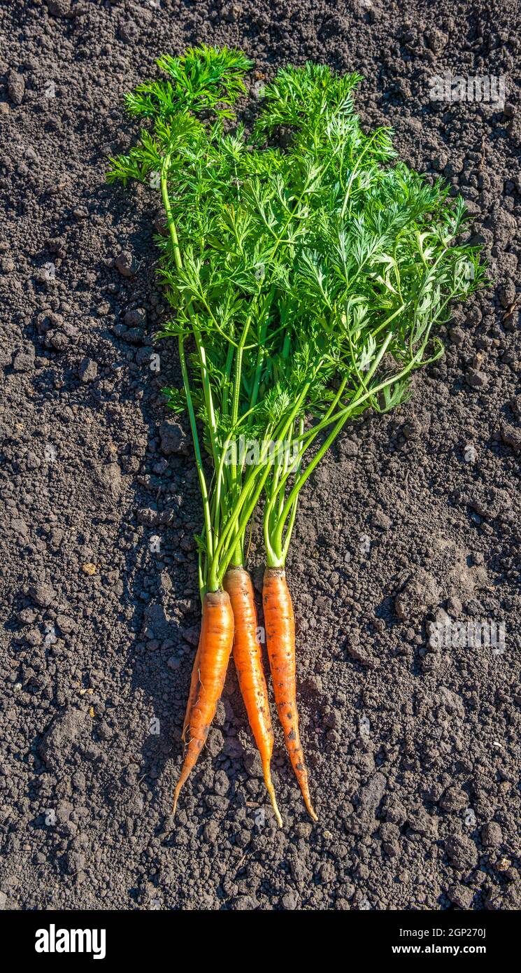 Fresh ripe healthy carrot on the ground Stock Photo - Alamy