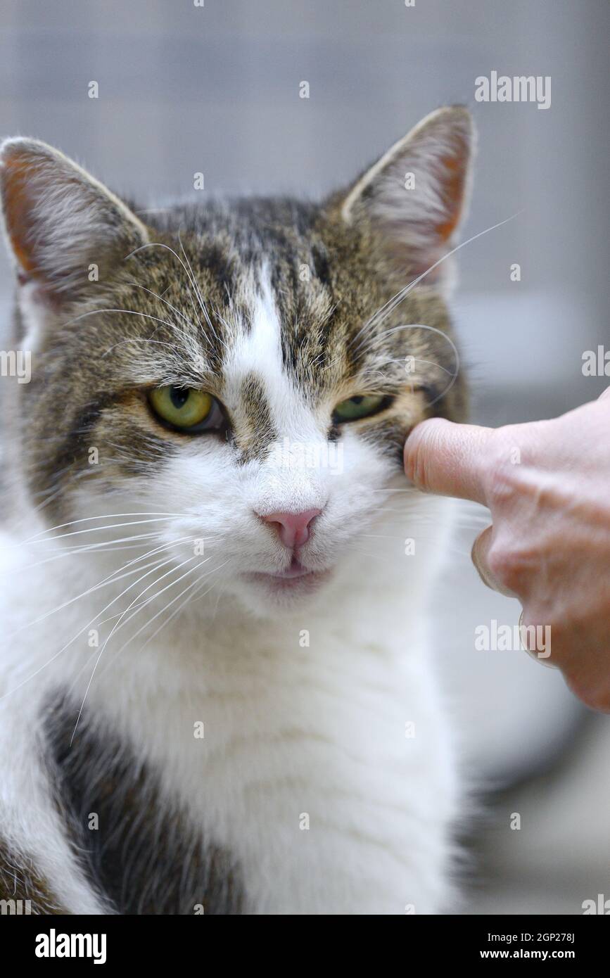 Larry the Downing Street Cat - Chief Mouser to the Cabinet Office since ...