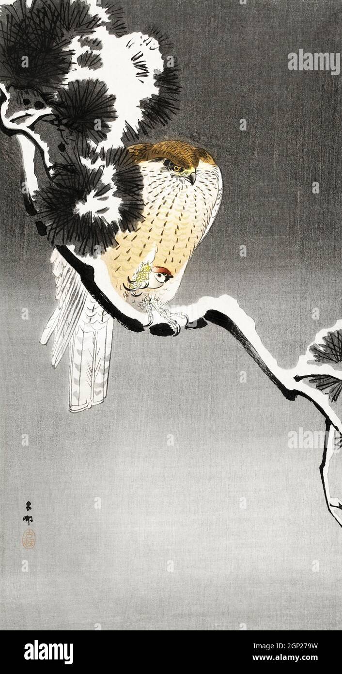 Japanese sparrow hawk hi-res stock photography and images - Alamy