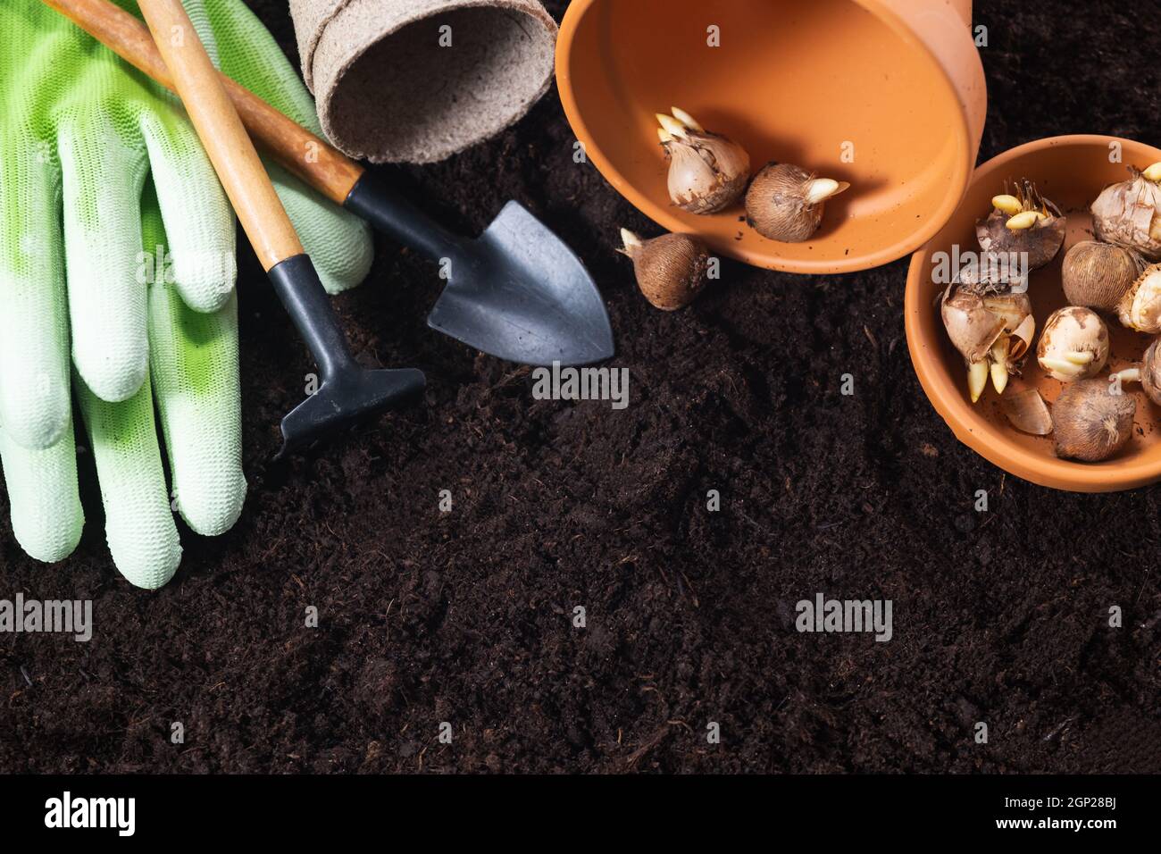 Planting spring flowers. Gardening tools, flower pots and crocus bulbs ...