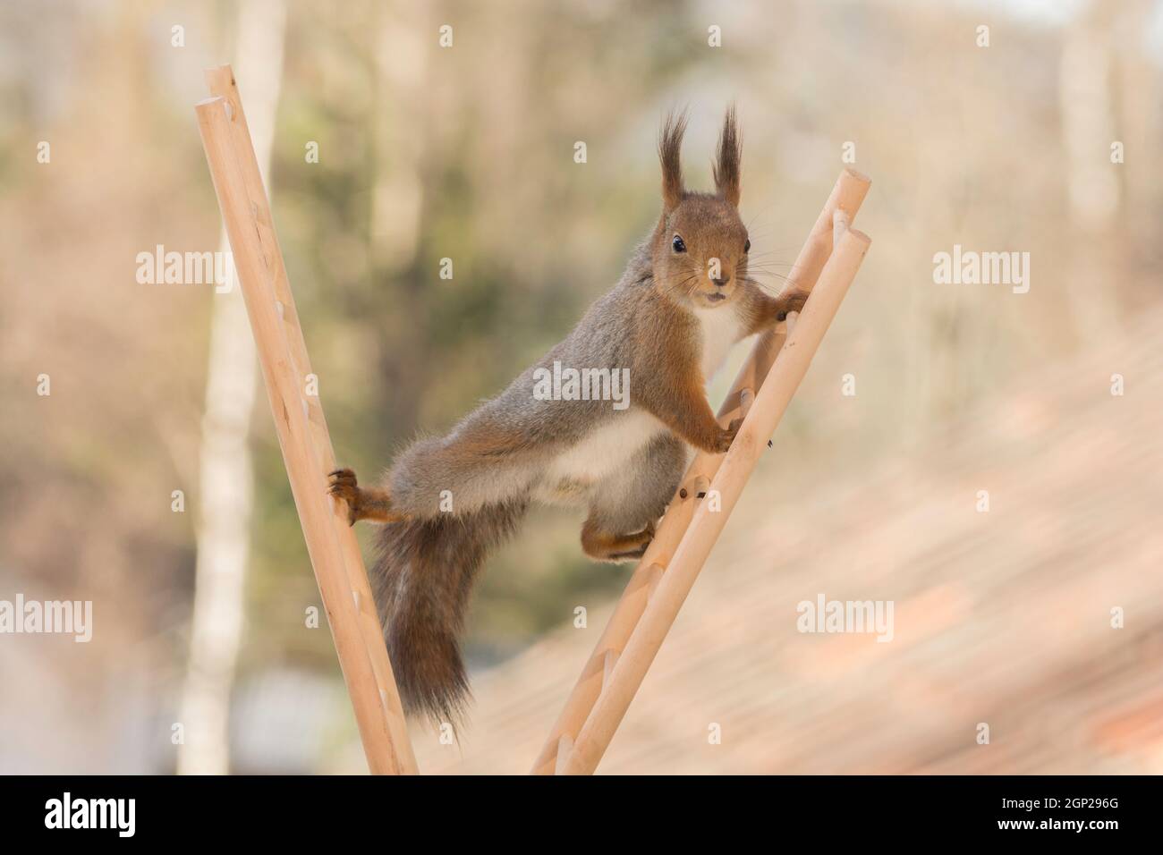 Two ladders hi-res stock photography and images - Alamy