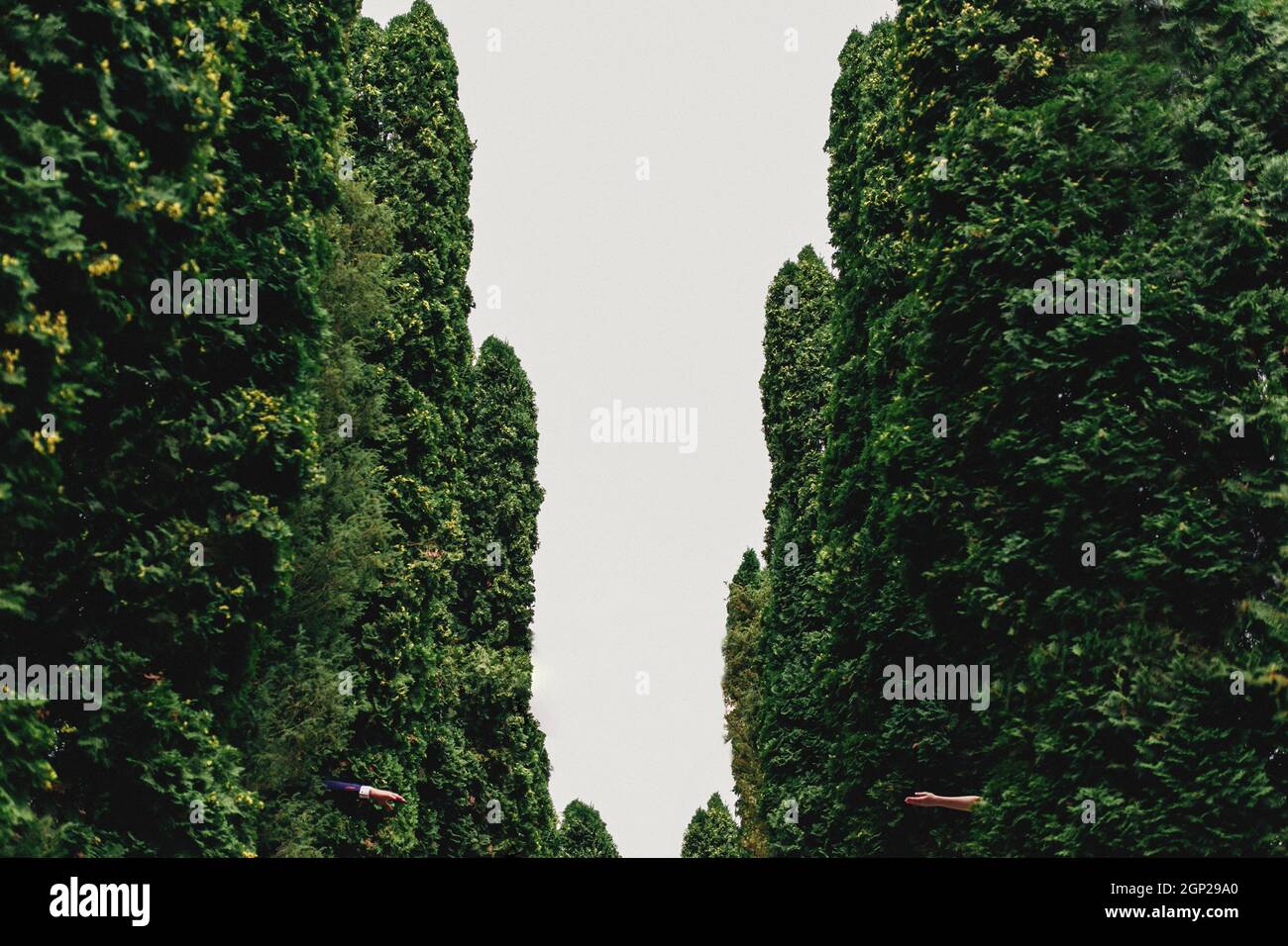 High trees walls around the forest path. Blurred background. High ...