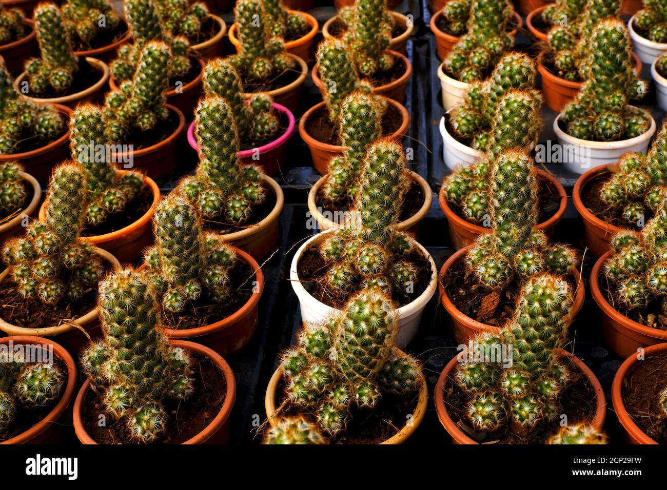Small potted plants in a greenhouse , Various flowers and cactus plants ...