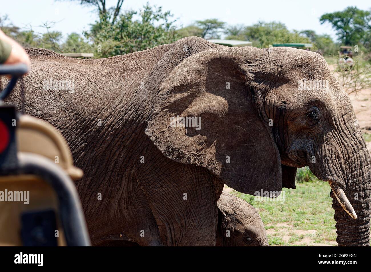 African elephants, beside SUV, mother, young, close-up, Loxodanta ...