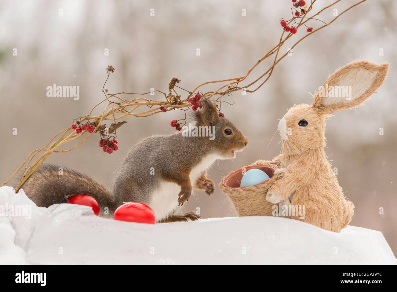 close up of red squirrel standing with a easter bunny with eggs and ...