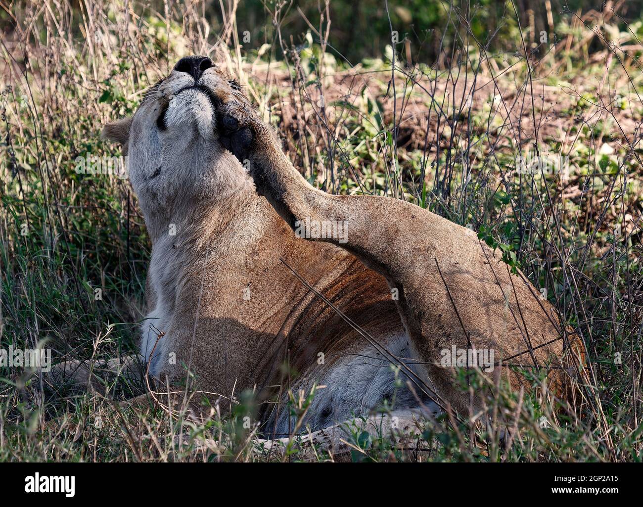 Lioness scratching chin hi-res stock photography and images - Alamy