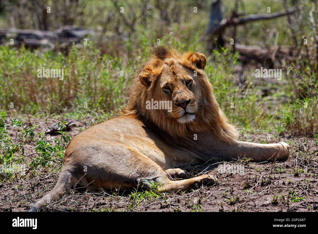 lion, portrait, large wild cat, Panthera leo, carnivore, wildlife ...