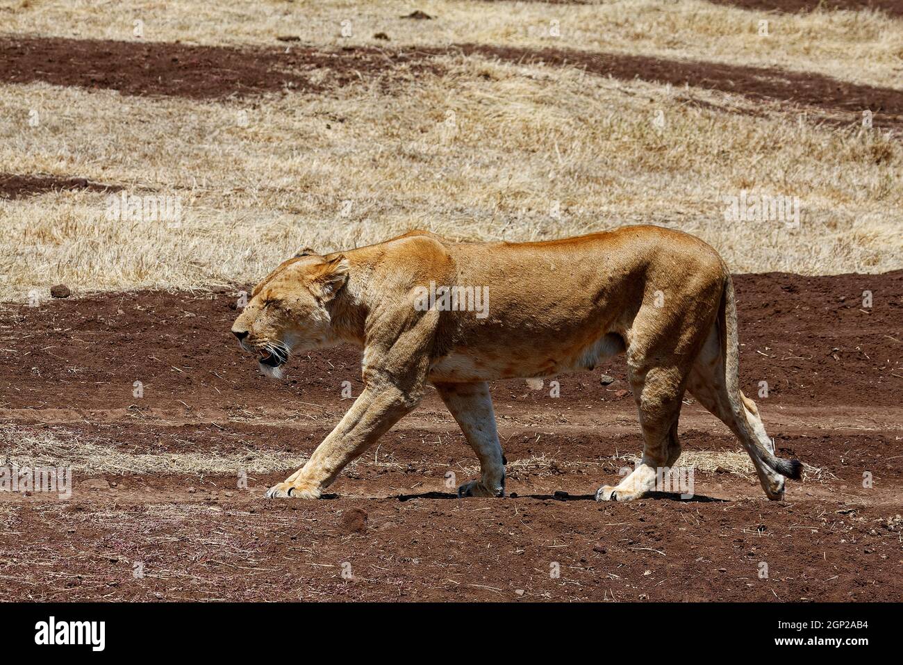 lioness walking, mouth open, large wild cat, Panthera leo, carnivore ...