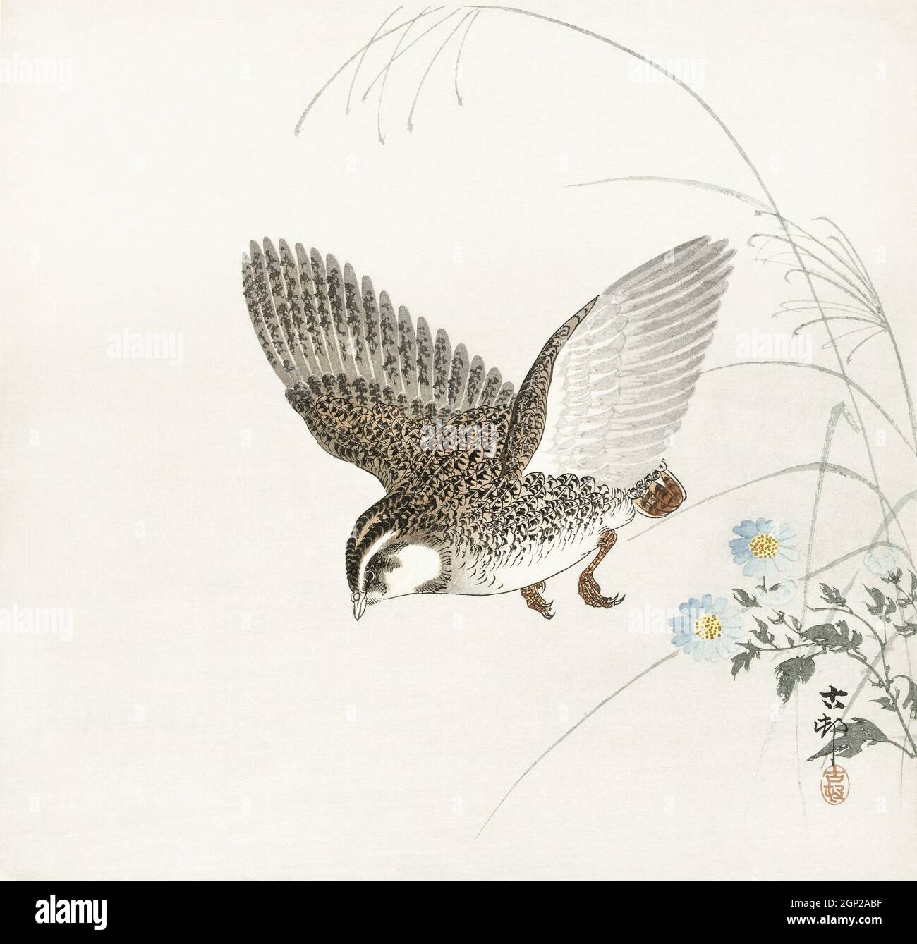 Quail Flying Drawing