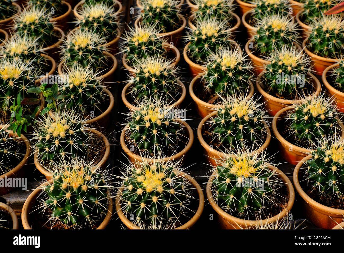Plants at a greenhouse hi-res stock photography and images - Alamy