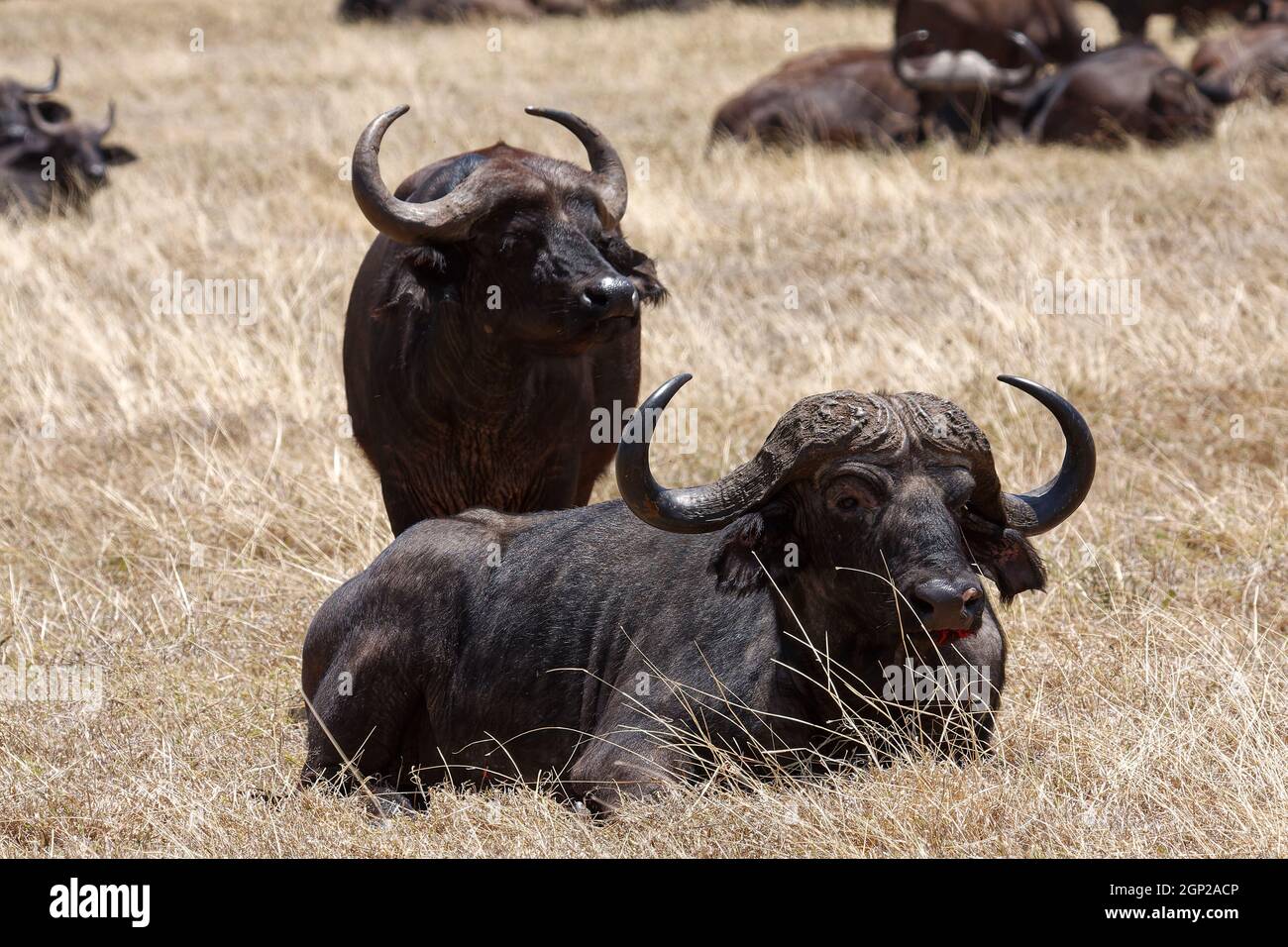 Wild Animals Buffalo