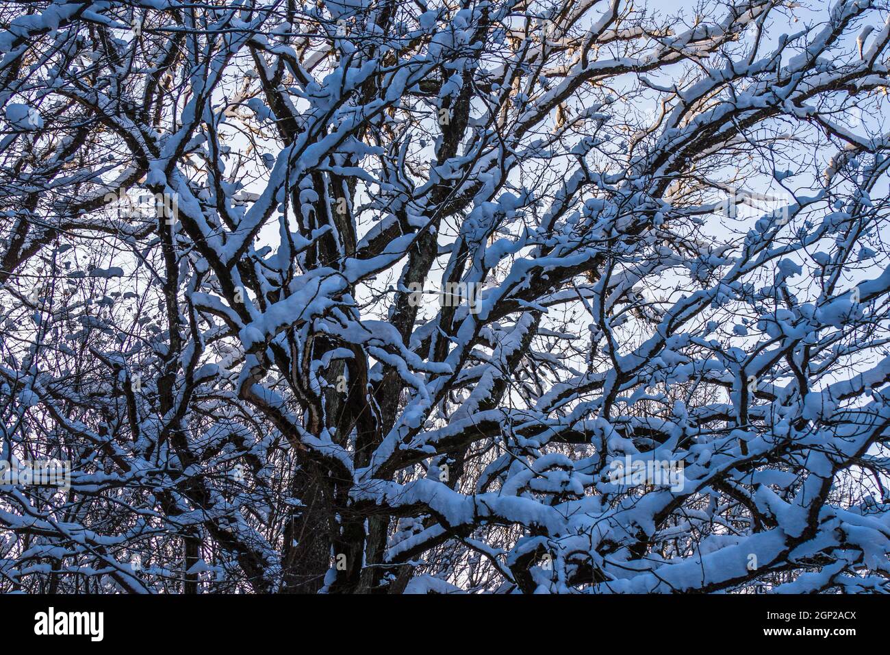 White Snow and Rime Covering Tree Branches Stock Photo - Alamy
