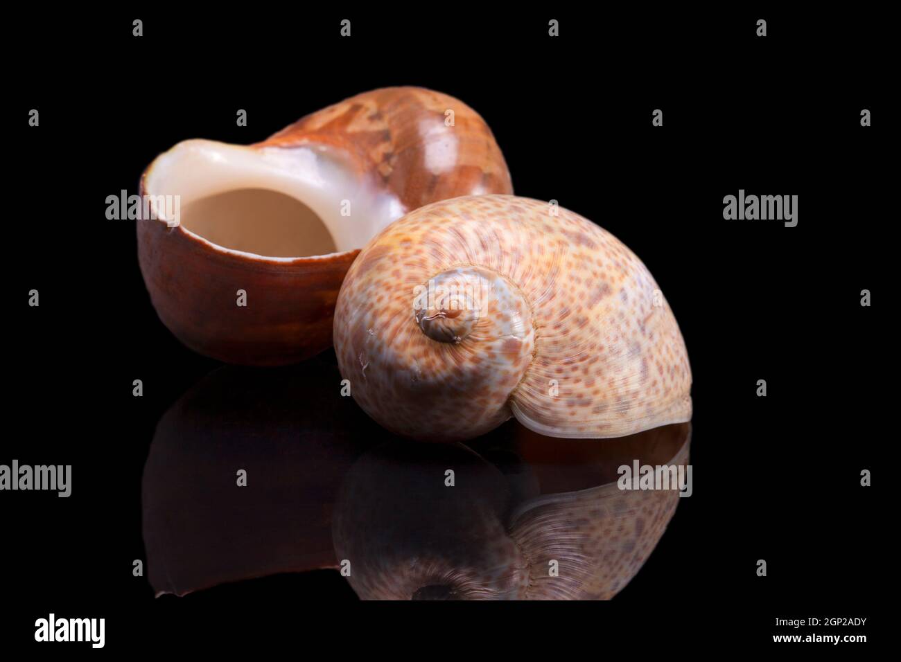 Two sea shells of marine snail isolated on black background, mirror ...