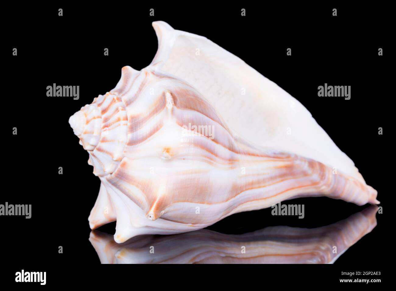 Single sea shell of Aliger gigas known as the queen conch isolated on ...