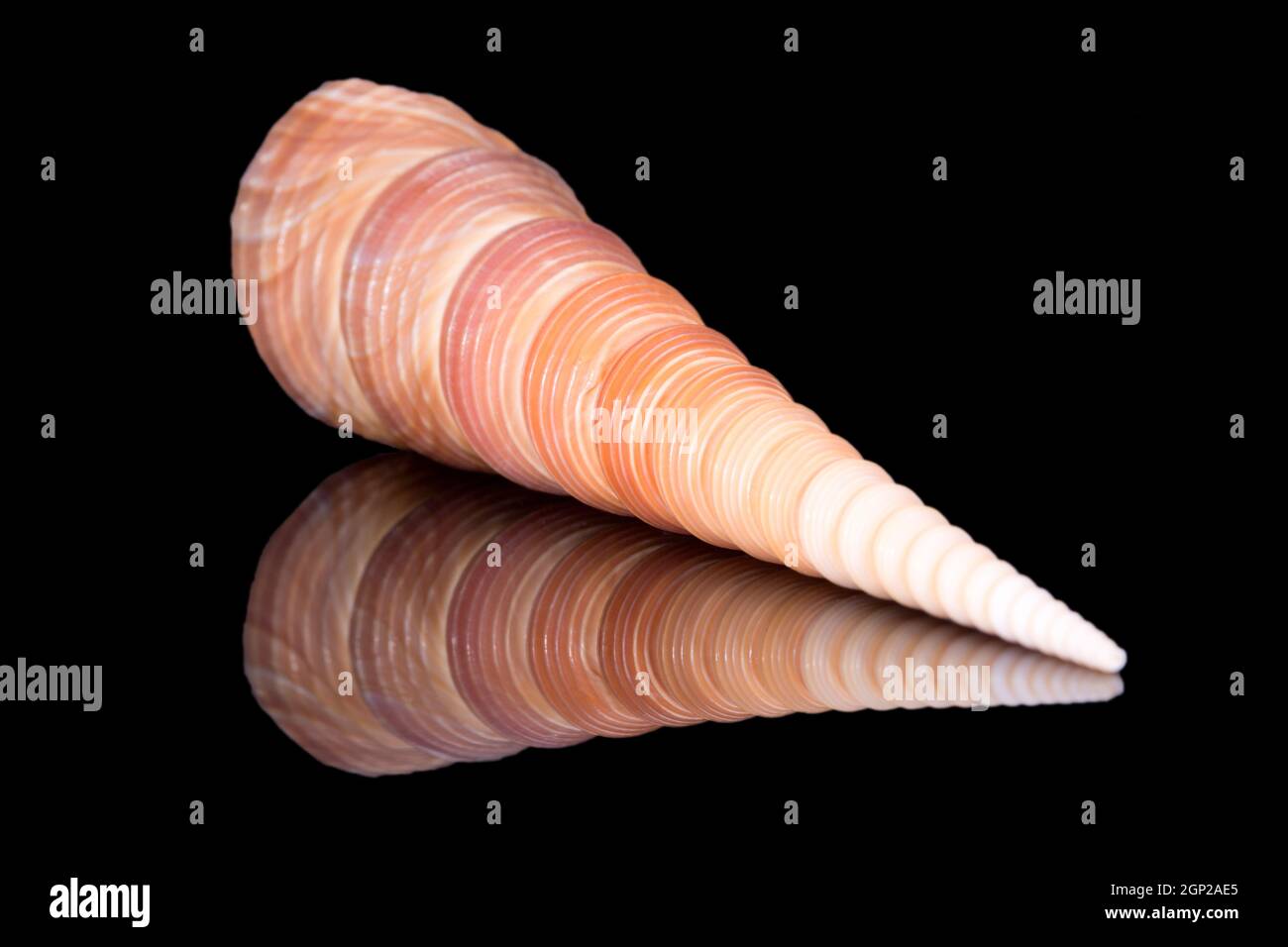 Single snail sea shell of Turritella terebra from the family ...