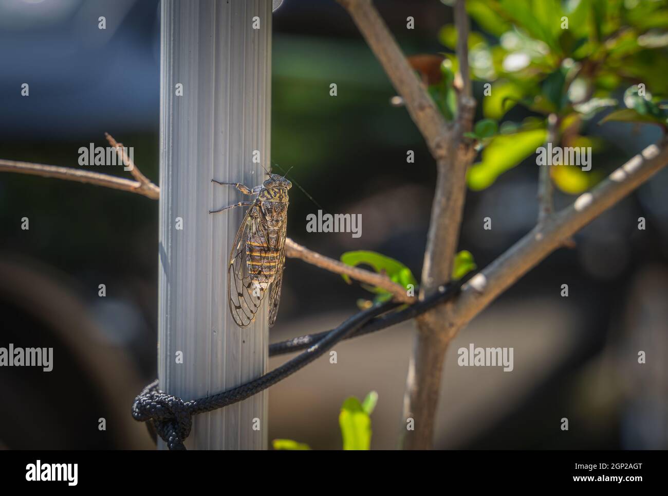 Macro photography of an insect, Cicada Orni, sitting on a pole with ...