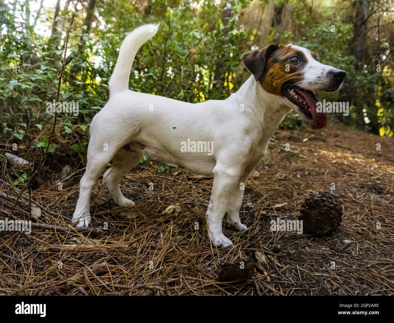 Cute Jack Russel puppy during games or activities in the woods of ...