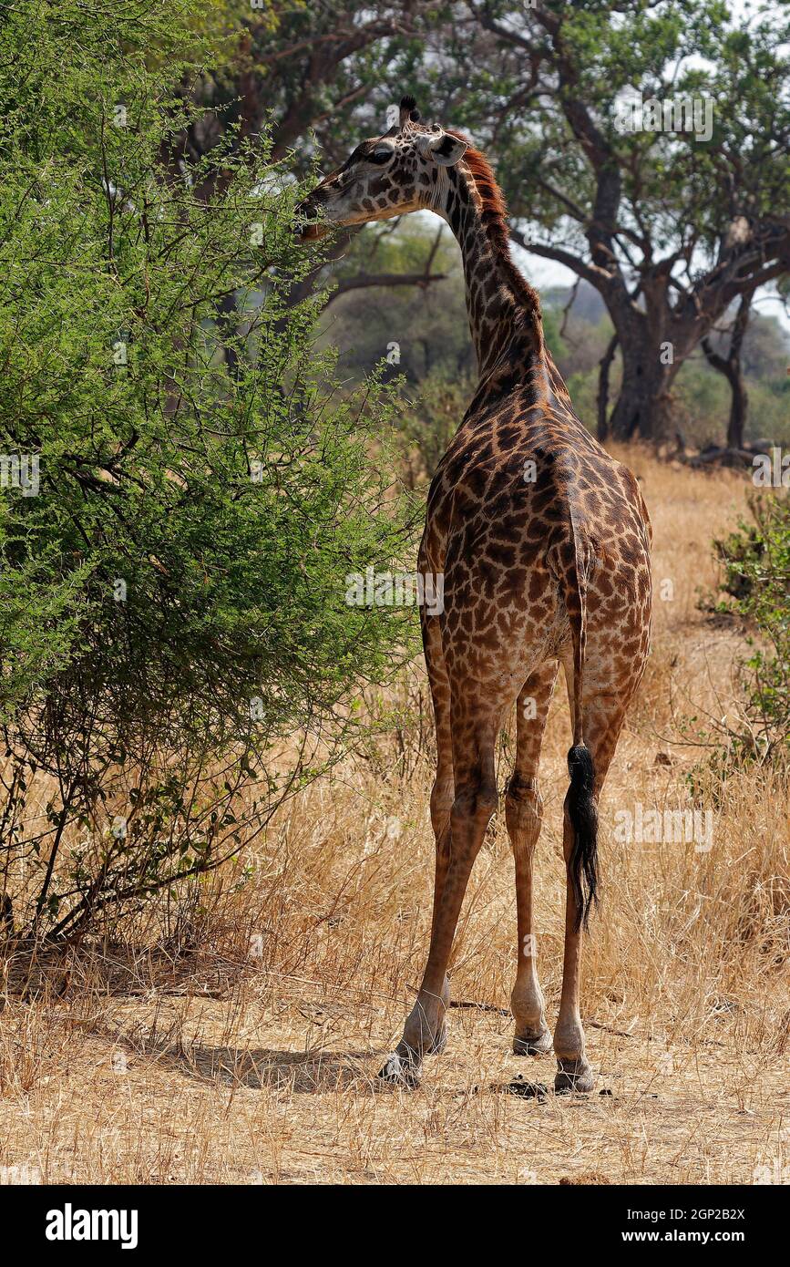 Giraffe; adult eating; back view, Giraffa camelopardalis, tallest ...