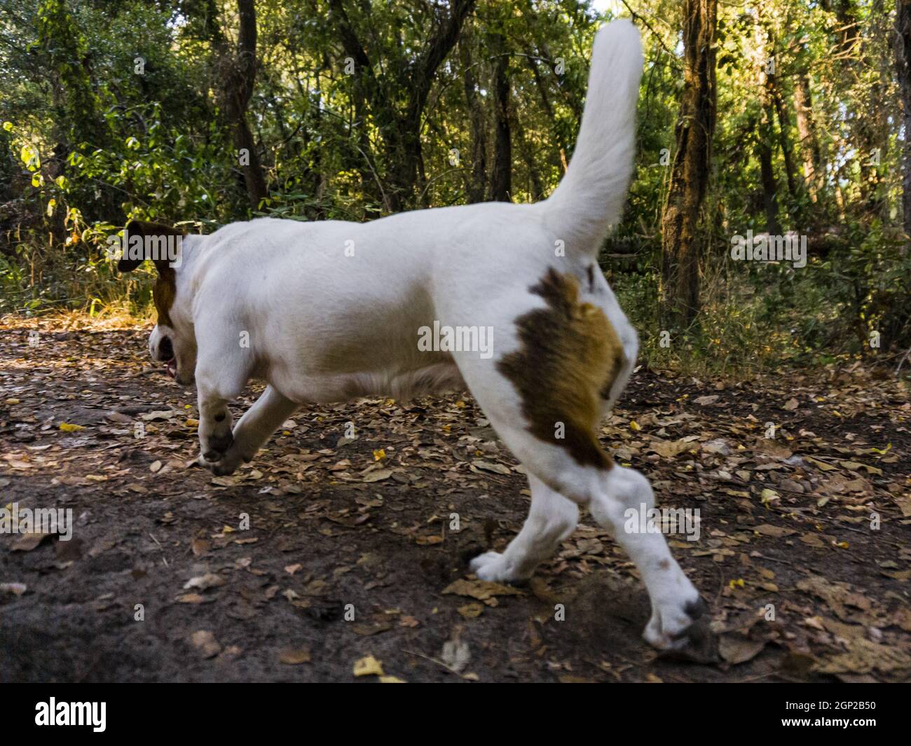 Cute Jack Russel puppy during games or activities in the woods of ...