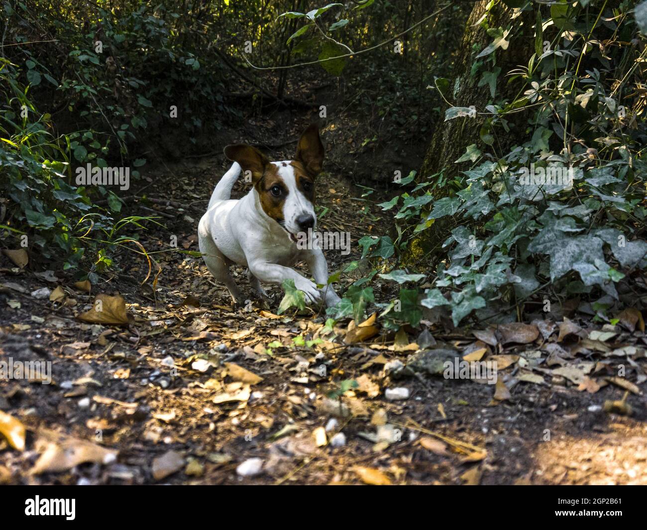 Cute Jack Russel puppy during games or activities in the woods of ...