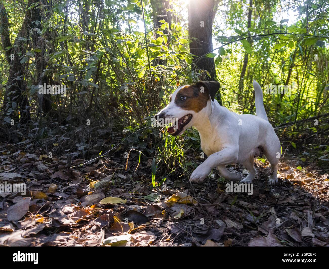 Cute Jack Russel puppy during games or activities in the woods of ...