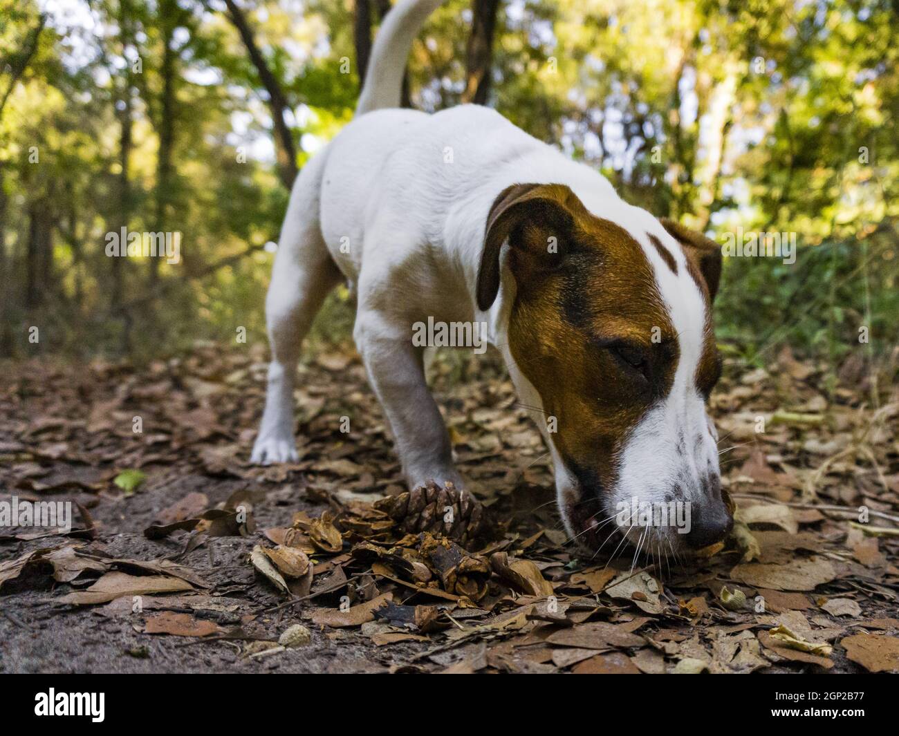 Cute Jack Russel puppy during games or activities in the woods of ...