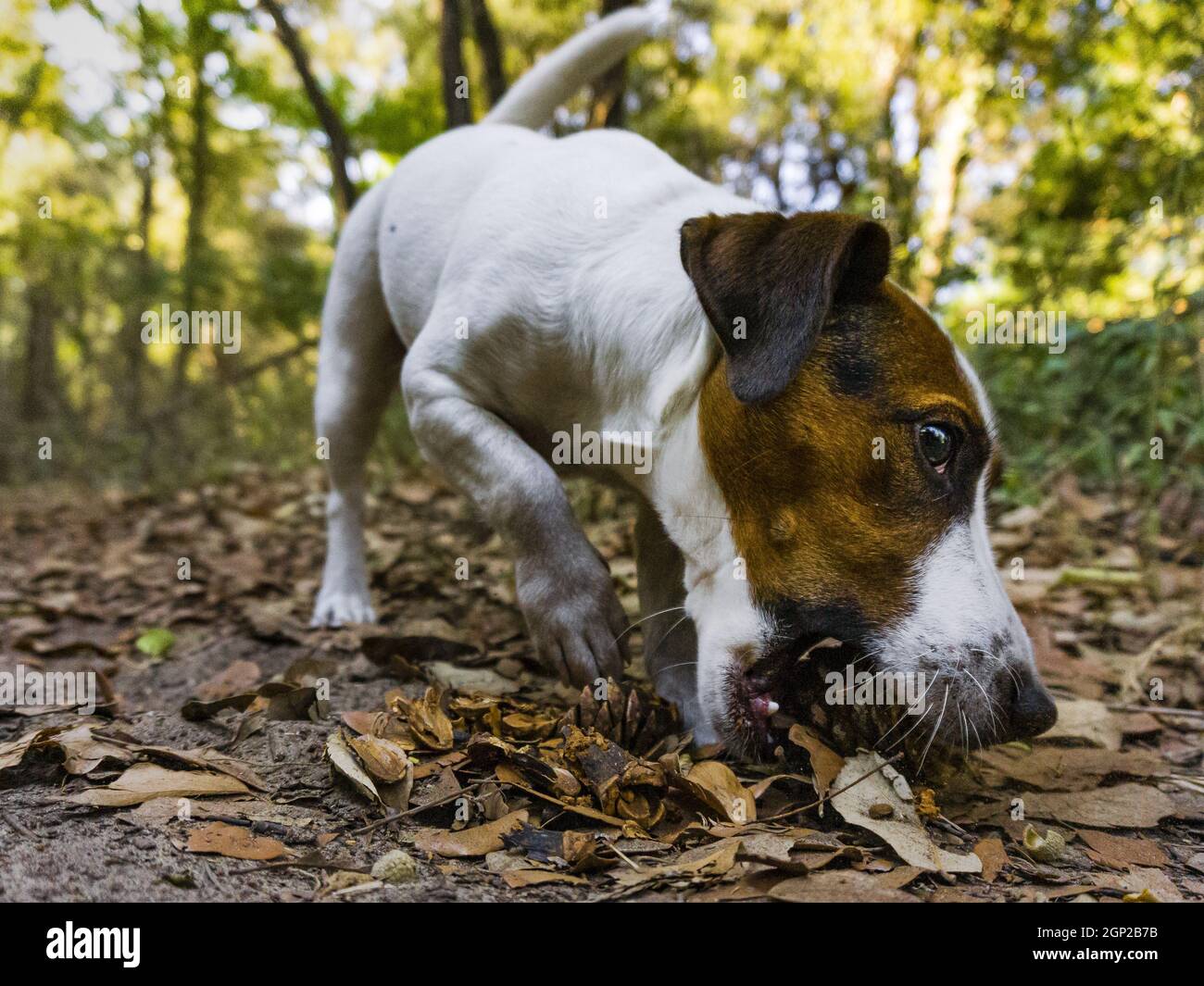 Cute Jack Russel puppy during games or activities in the woods of ...