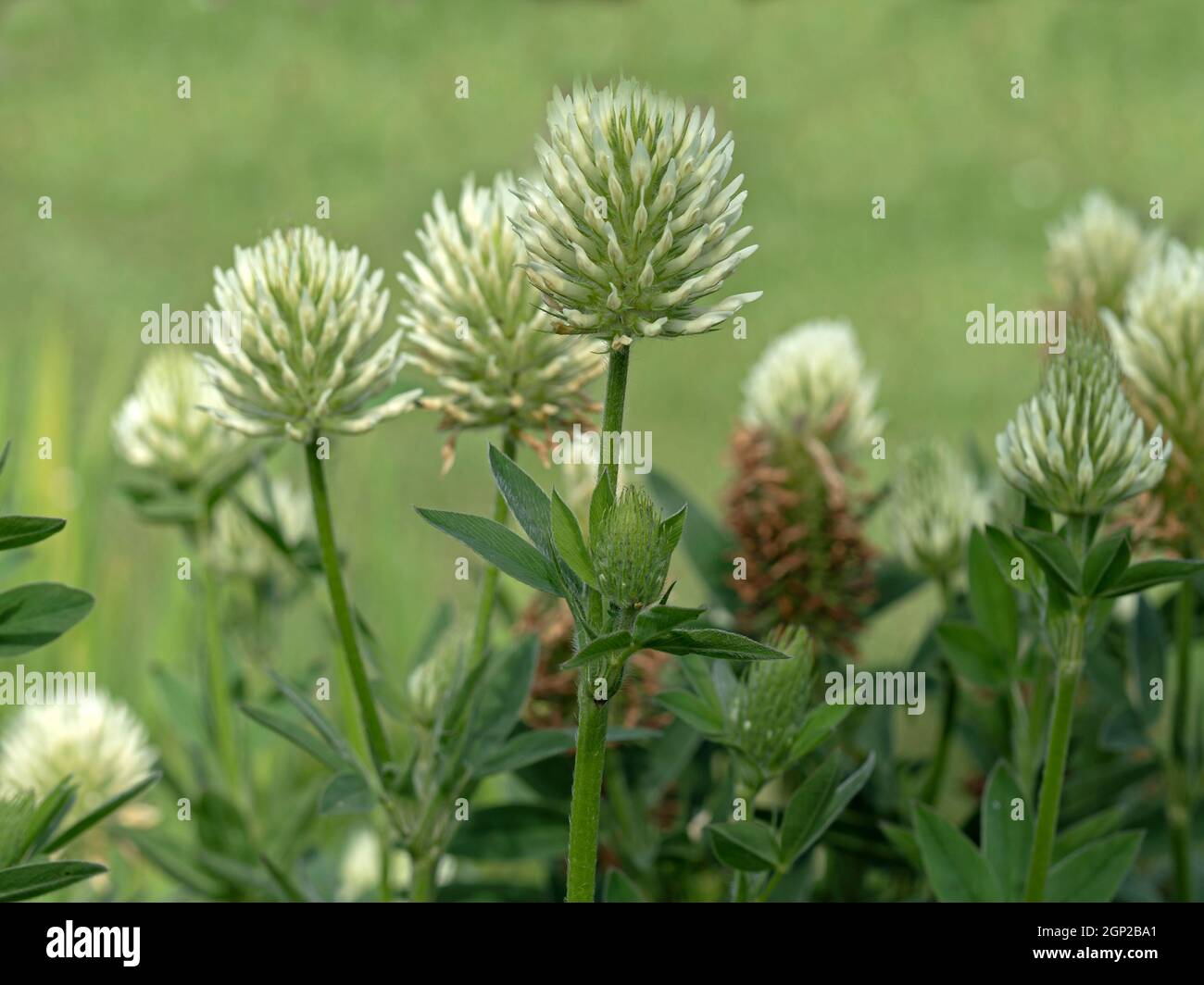 White flowers of sulphur clover, Trifolium ochroleucon, growing in a ...