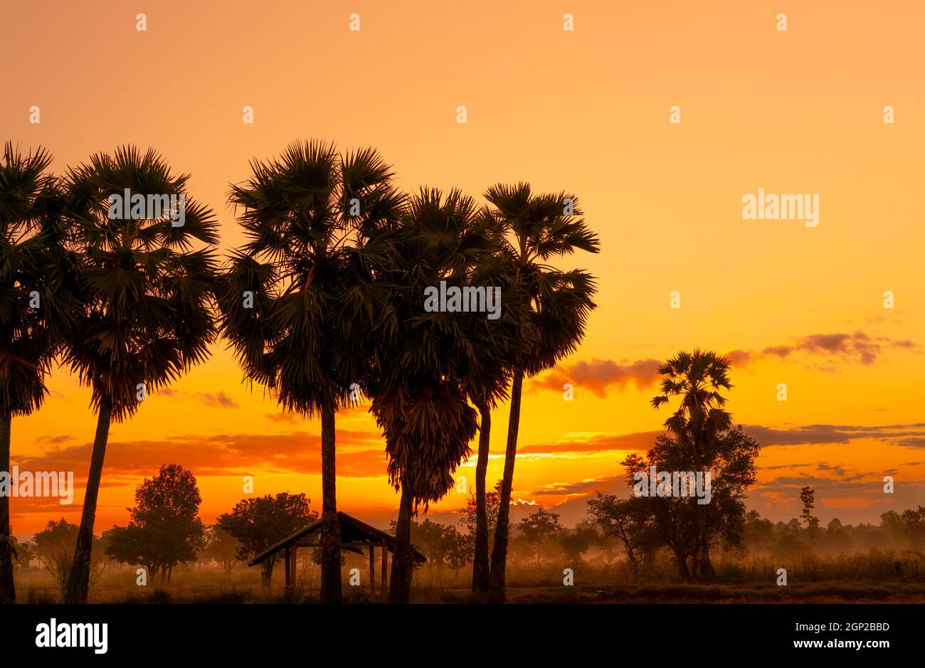 Yellow and orange sunrise sky behind palm tree and tropical forest ...