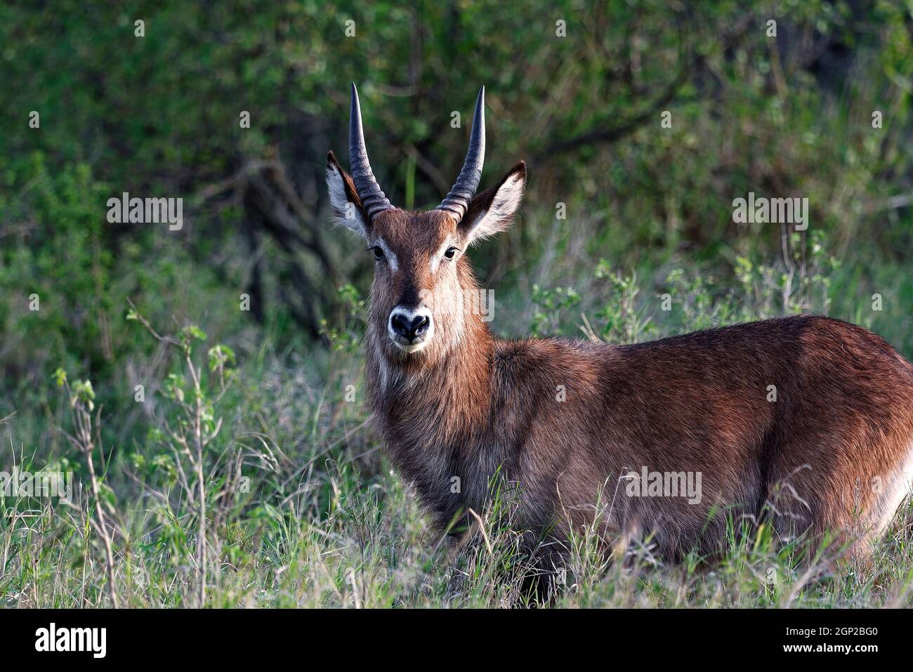 Waterbuck portrait, large mammal; long horns; male; Kobus ellipsipymnus ...