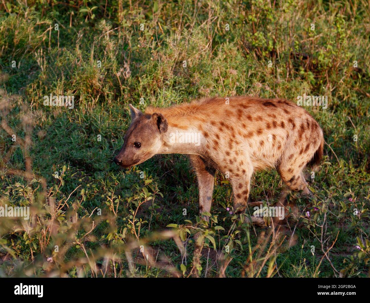 Spotted hyena, walking, Crocuta crocuta, carnivore, wildlife, animal ...