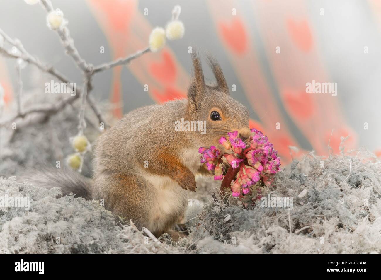 The squirrel is smelling the flower hi-res stock photography and images ...