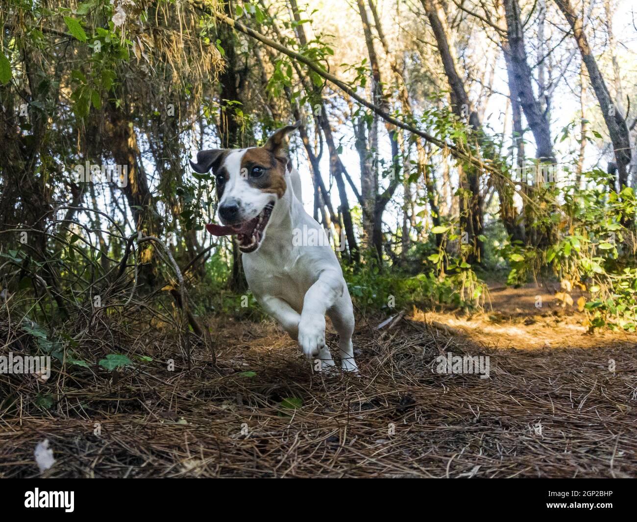 Cute Jack Russel puppy during games or activities in the woods of ...