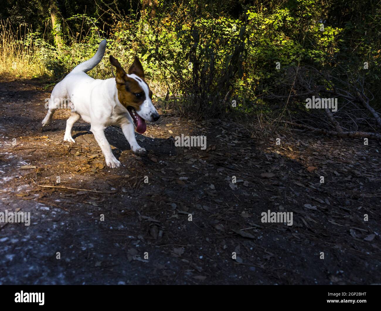 Cute Jack Russel puppy during games or activities in the woods of ...
