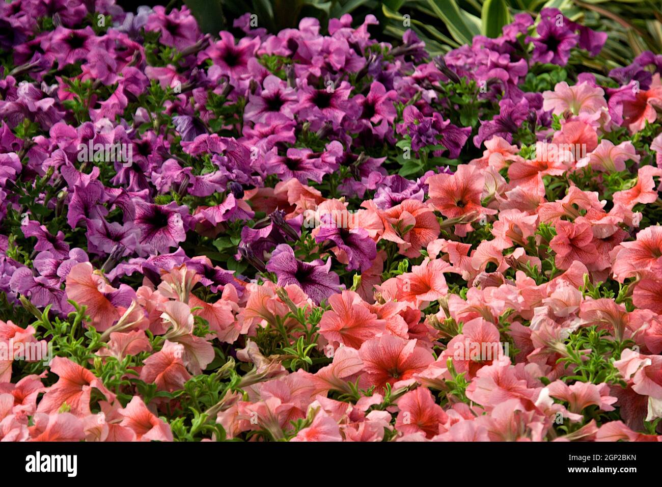 View of cluster of Azalea Flowers at Republic Day Flower Show in ...