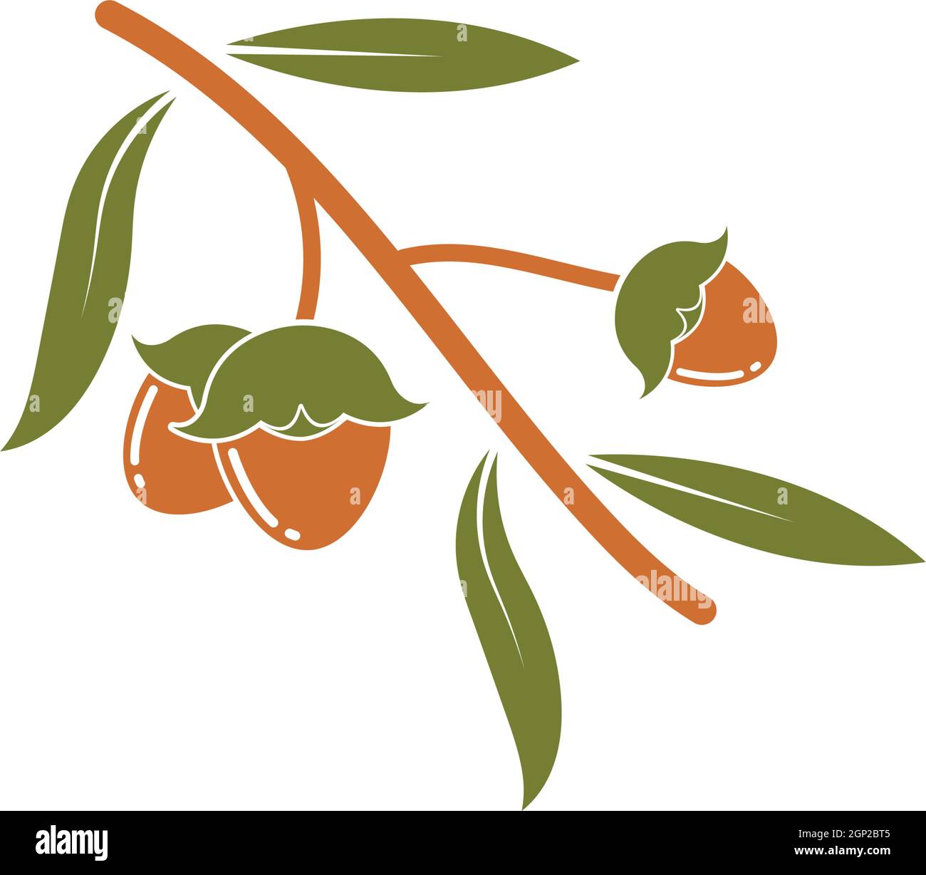 jojoba nuts vector illustration design Stock Vector Image & Art - Alamy
